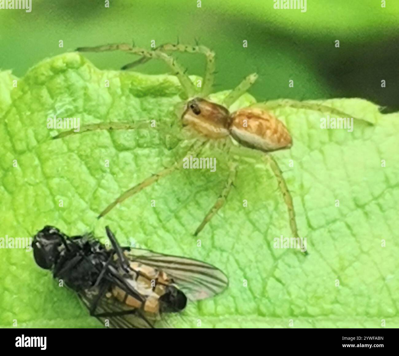 Raft Spider (Dolomedes fimbriatus Stock Photo - Alamy