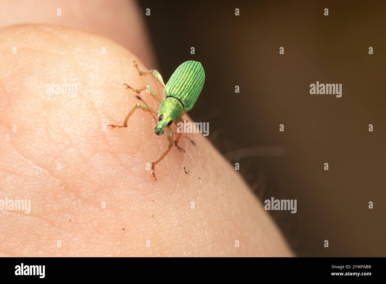 Green Immigrant Leaf Weevil (Polydrusus formosus Stock Photo - Alamy