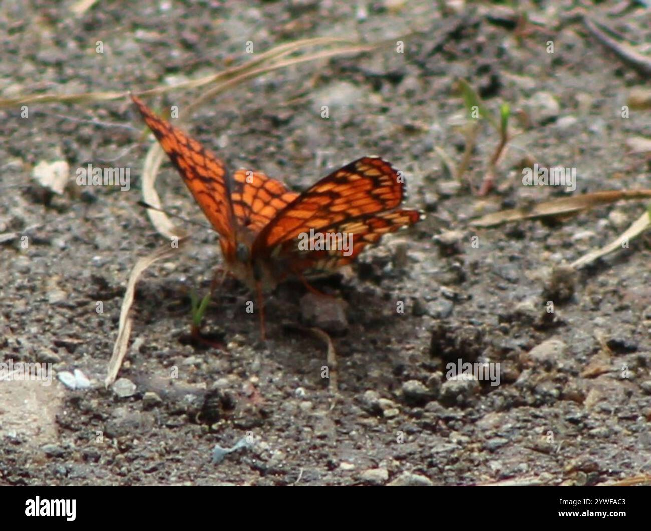Northern Checkerspot (Chlosyne palla Stock Photo - Alamy