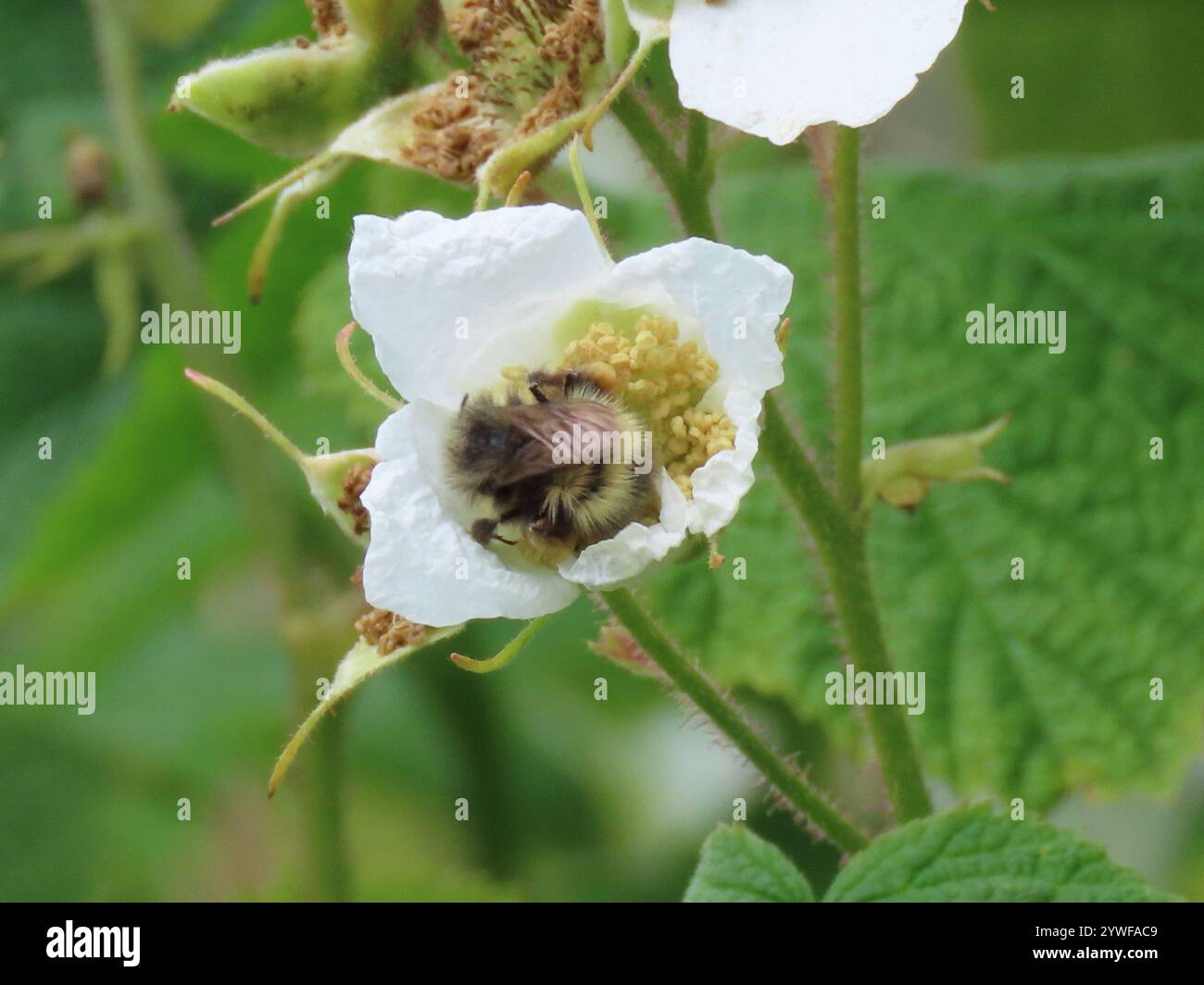 Sitka Bumble Bee (Bombus sitkensis Stock Photo - Alamy