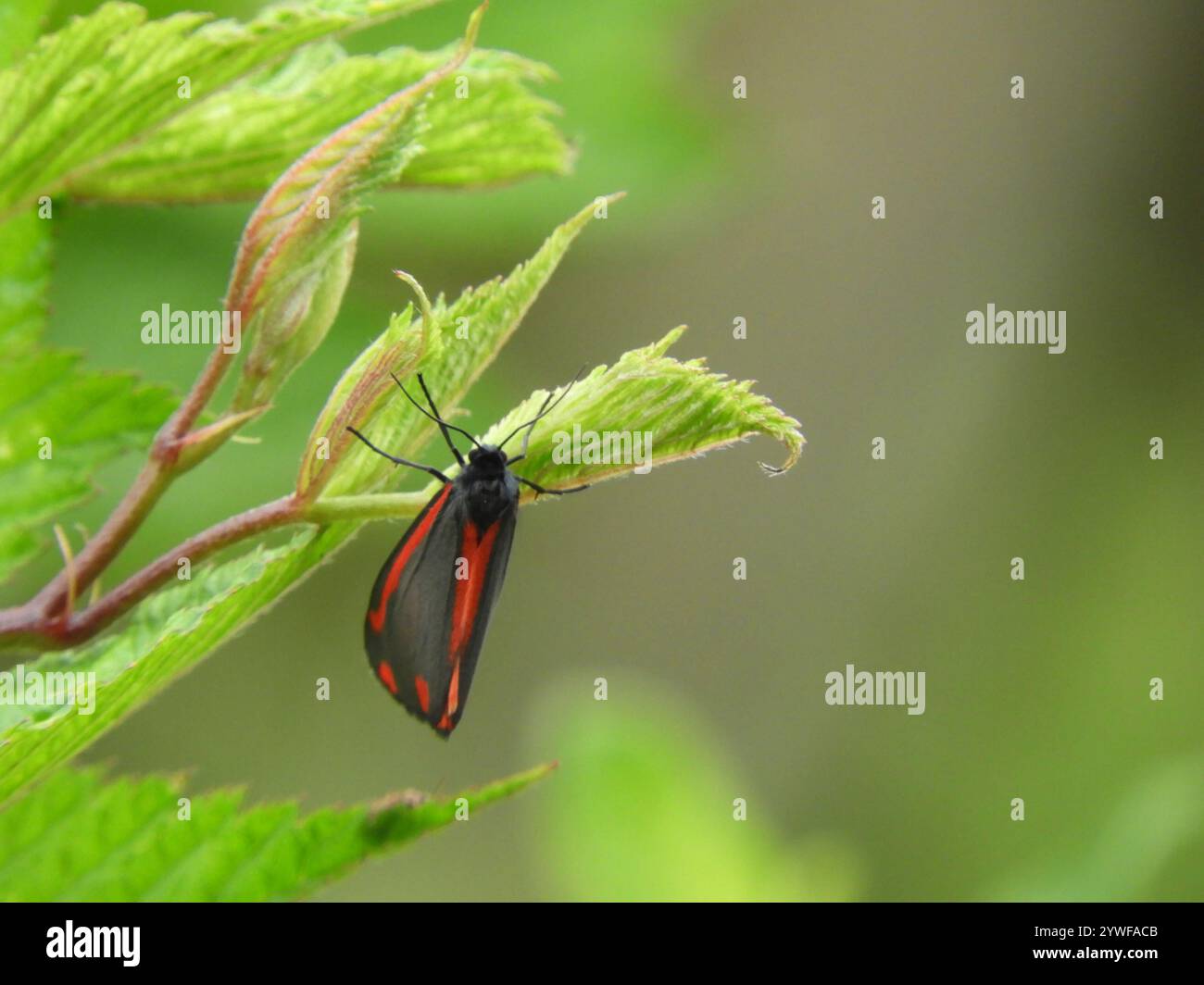 Cinnabar moth (Tyria jacobaeae Stock Photo - Alamy
