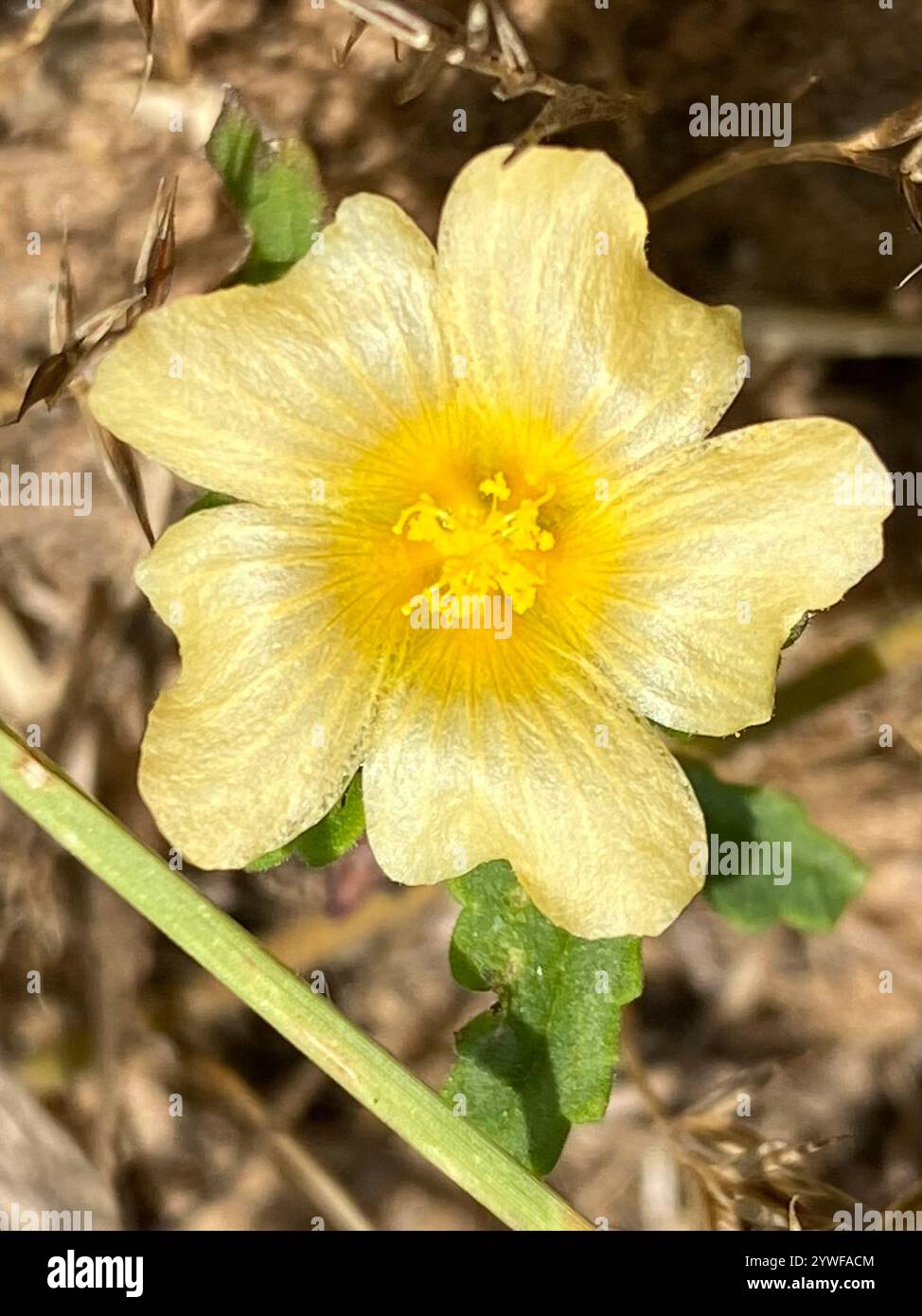 spreading sida (Sida abutilifolia Stock Photo - Alamy