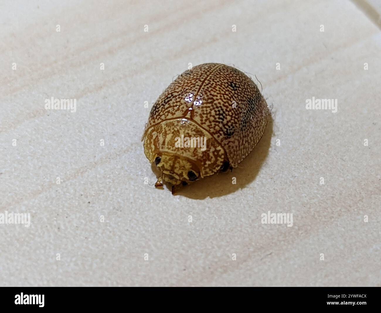 Paropsine beetle hi-res stock photography and images - Alamy