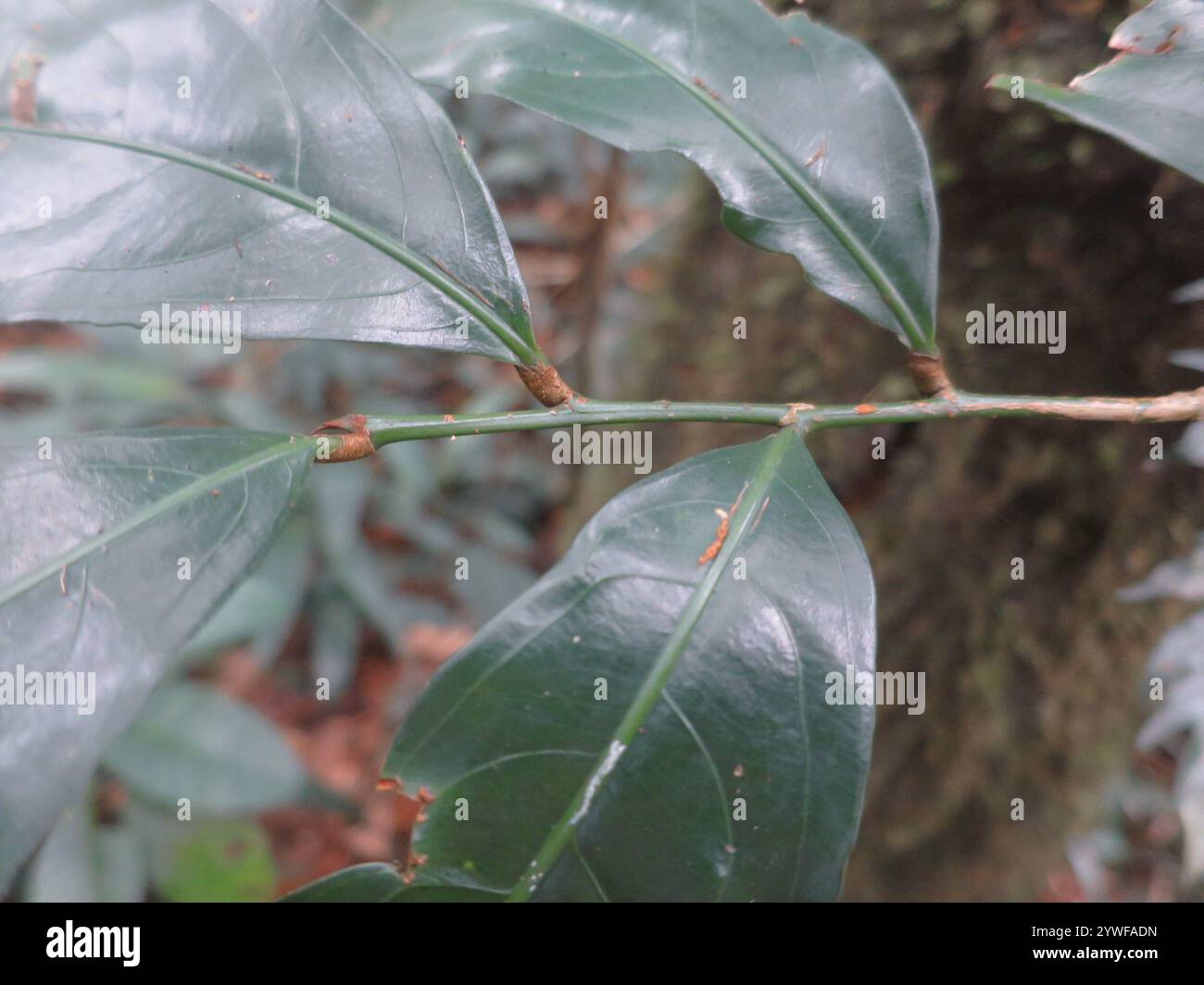 ochna family (Ochnaceae Stock Photo - Alamy