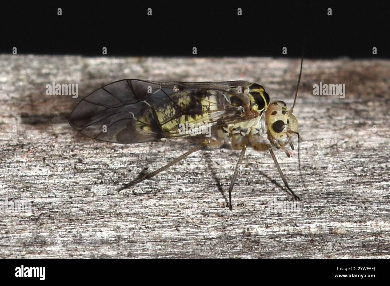 Barklice, Booklice, and Parasitic Lice (Psocodea Stock Photo - Alamy