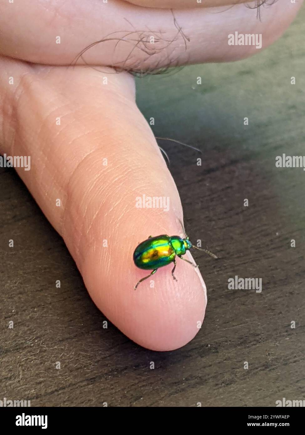 Dead-nettle Leaf Beetle (Fasta fastuosa Stock Photo - Alamy