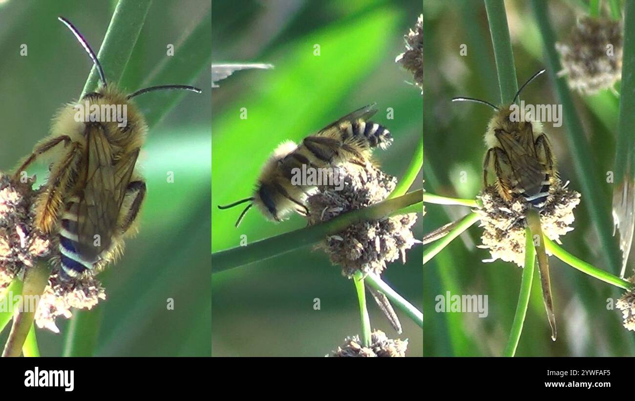 Pantaloon bees hi-res stock photography and images - Alamy