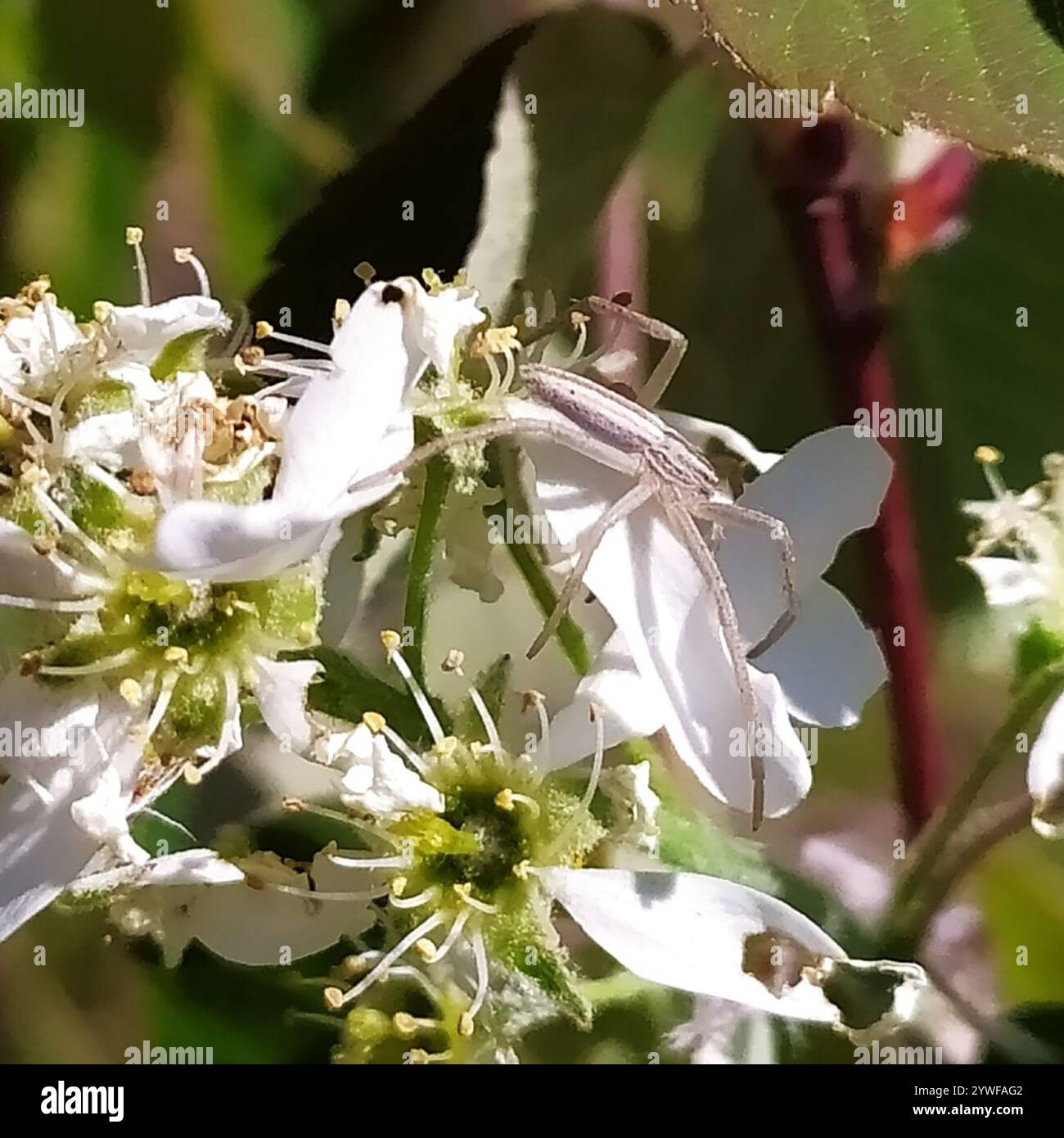 Slender Crab Spiders (Tibellus Stock Photo - Alamy