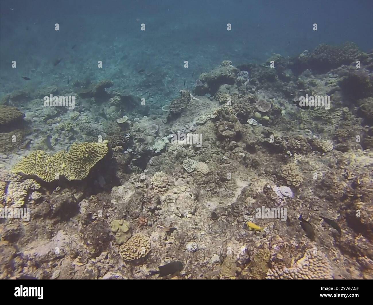 Ray-finned Fishes (Actinopterygii Stock Photo - Alamy