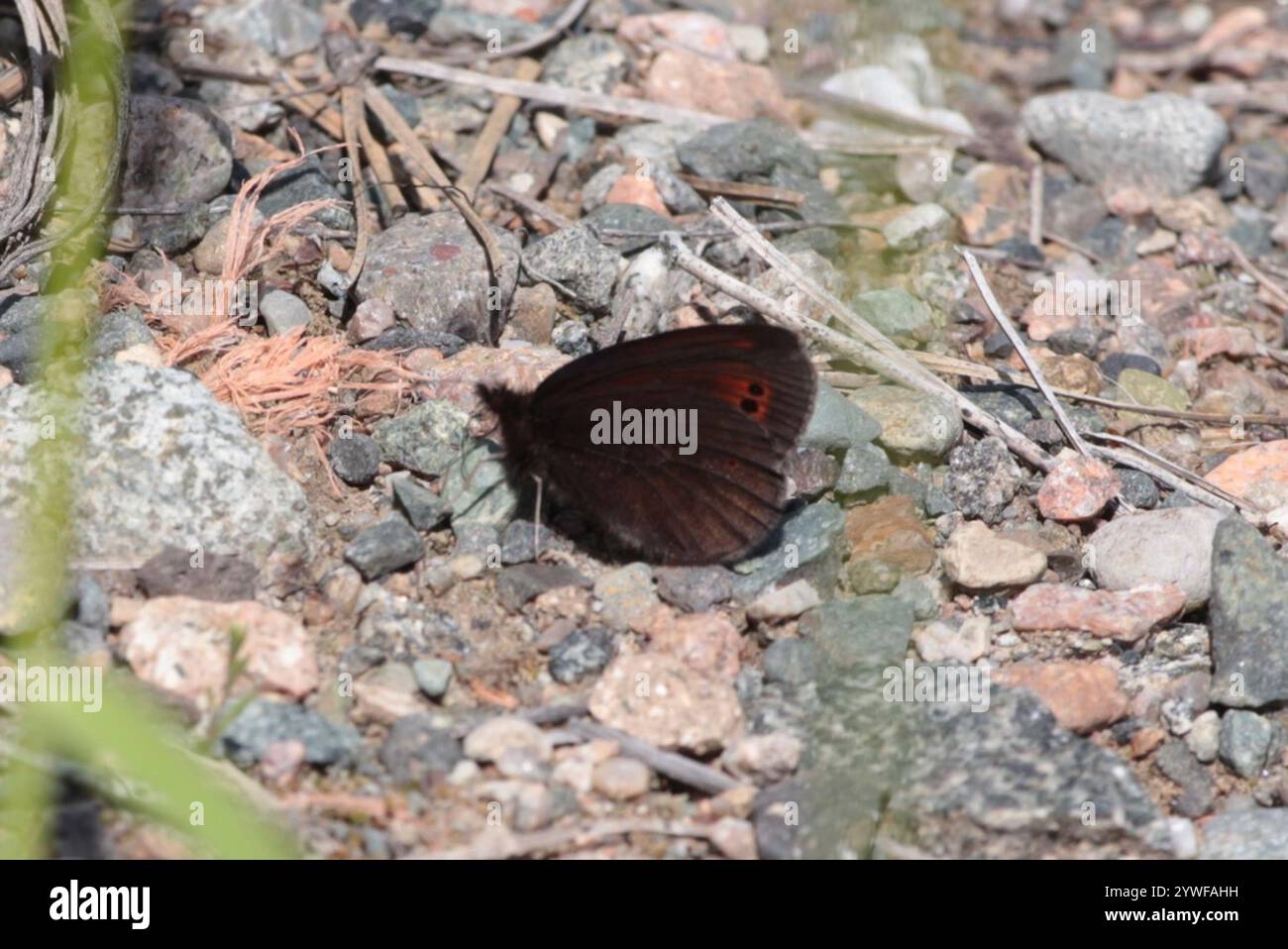Common Alpine (Erebia epipsodea Stock Photo - Alamy