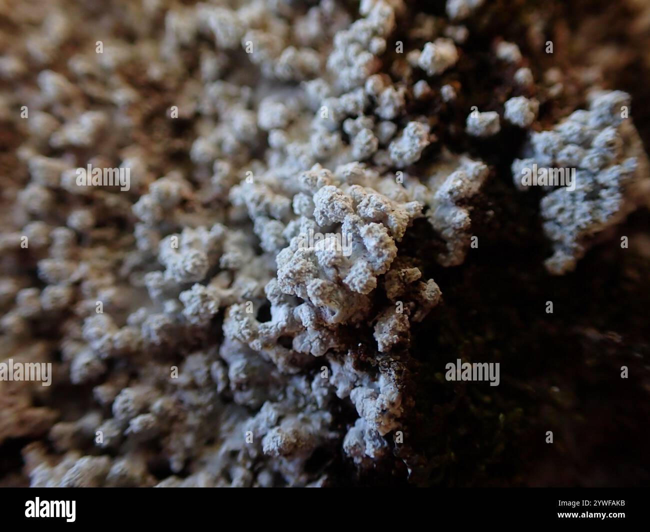 wart lichens, water lichens, and allies (Pertusariales Stock Photo - Alamy