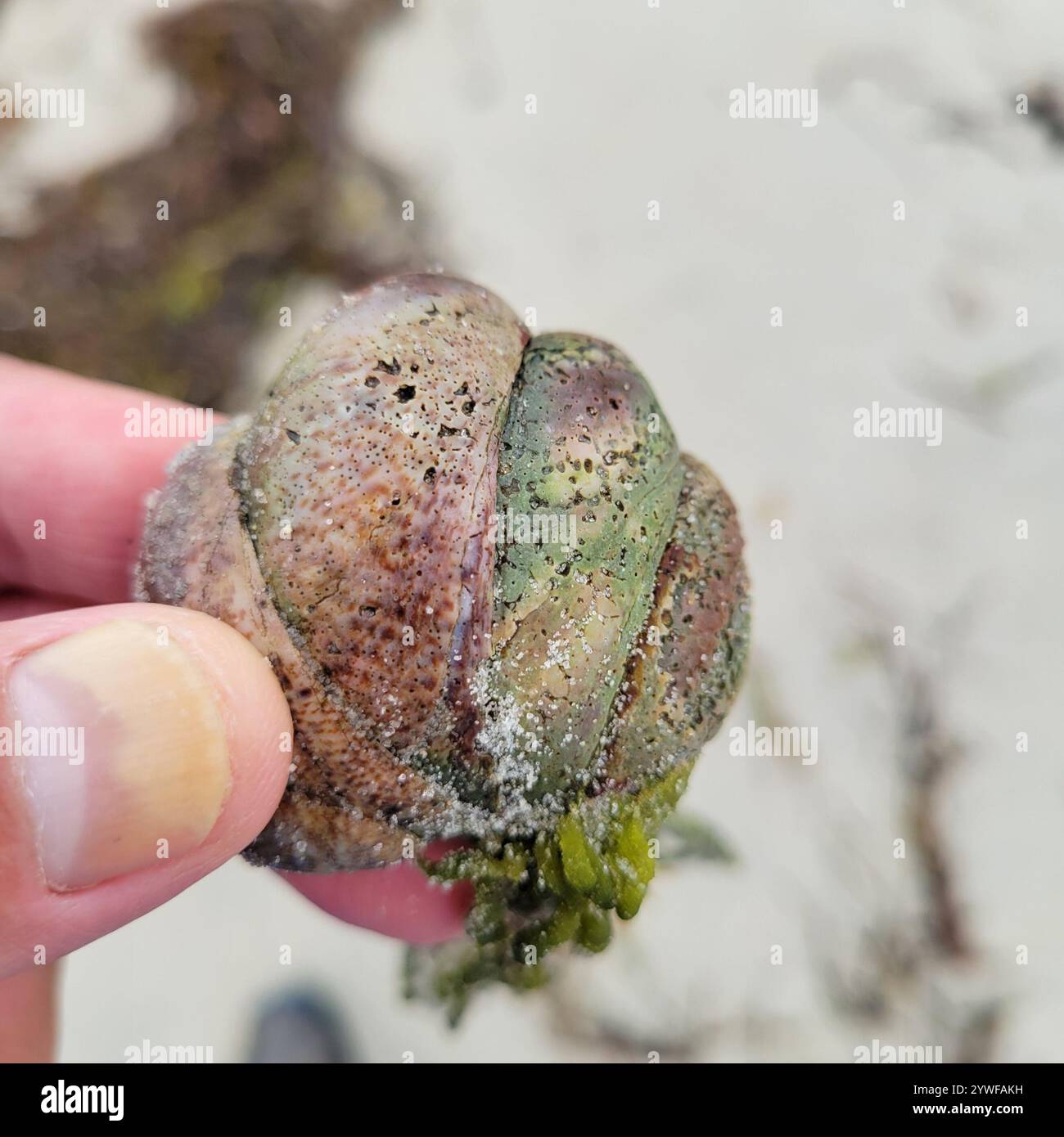 Common Atlantic Slippersnail (Crepidula fornicata Stock Photo - Alamy