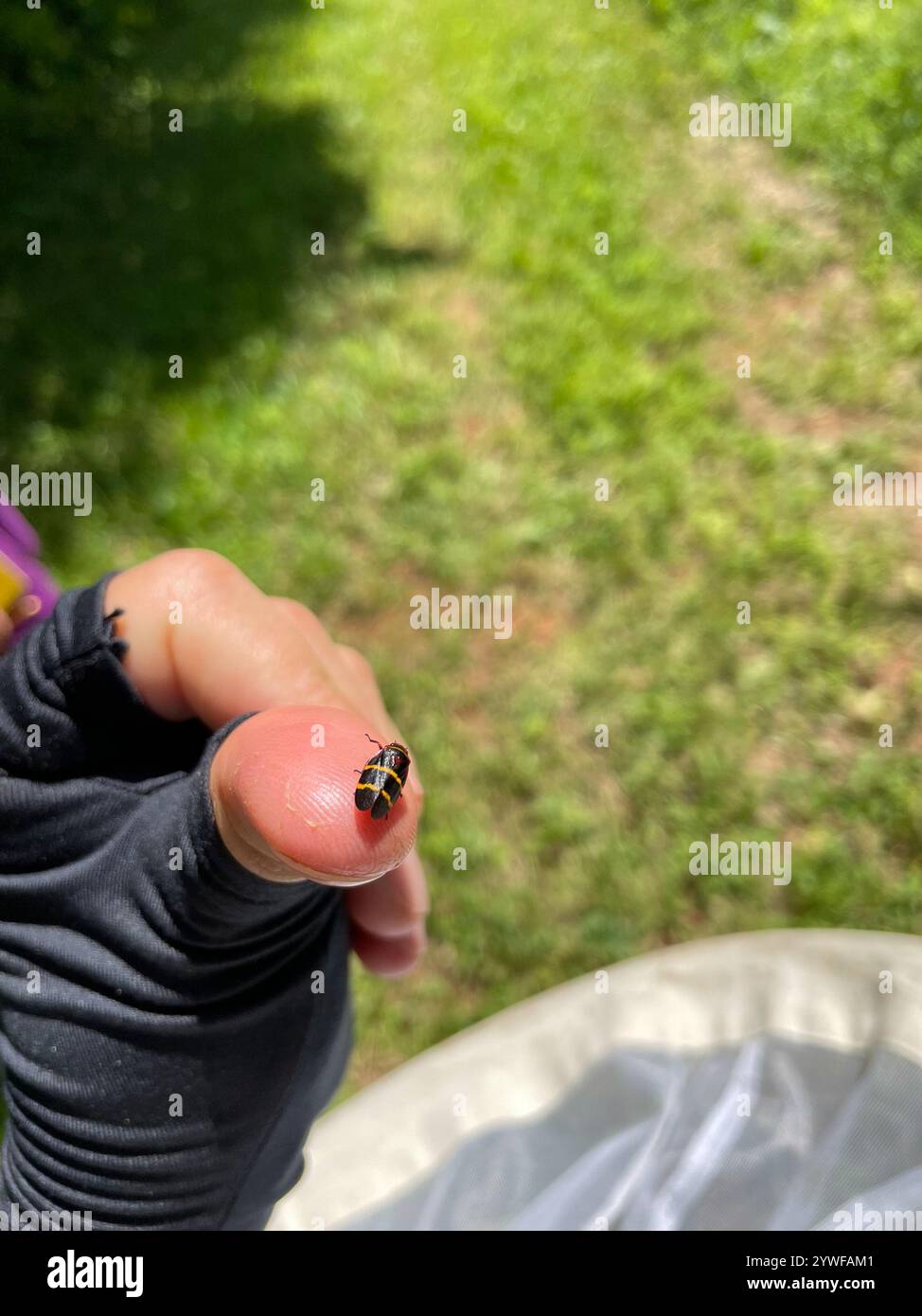 Two-lined Spittlebug (Prosapia bicincta Stock Photo - Alamy