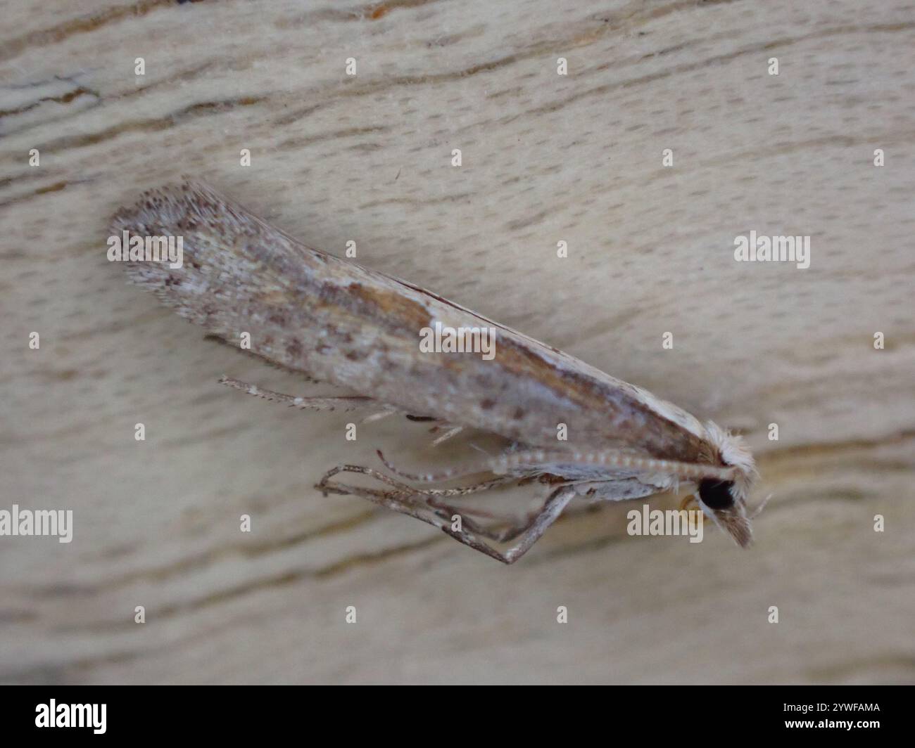 Diamondback Moth (Plutella xylostella Stock Photo - Alamy