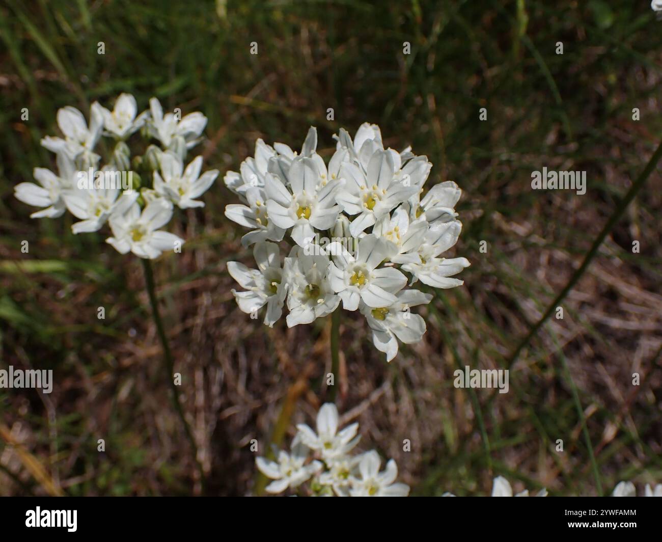 White brodiaea hi-res stock photography and images - Alamy