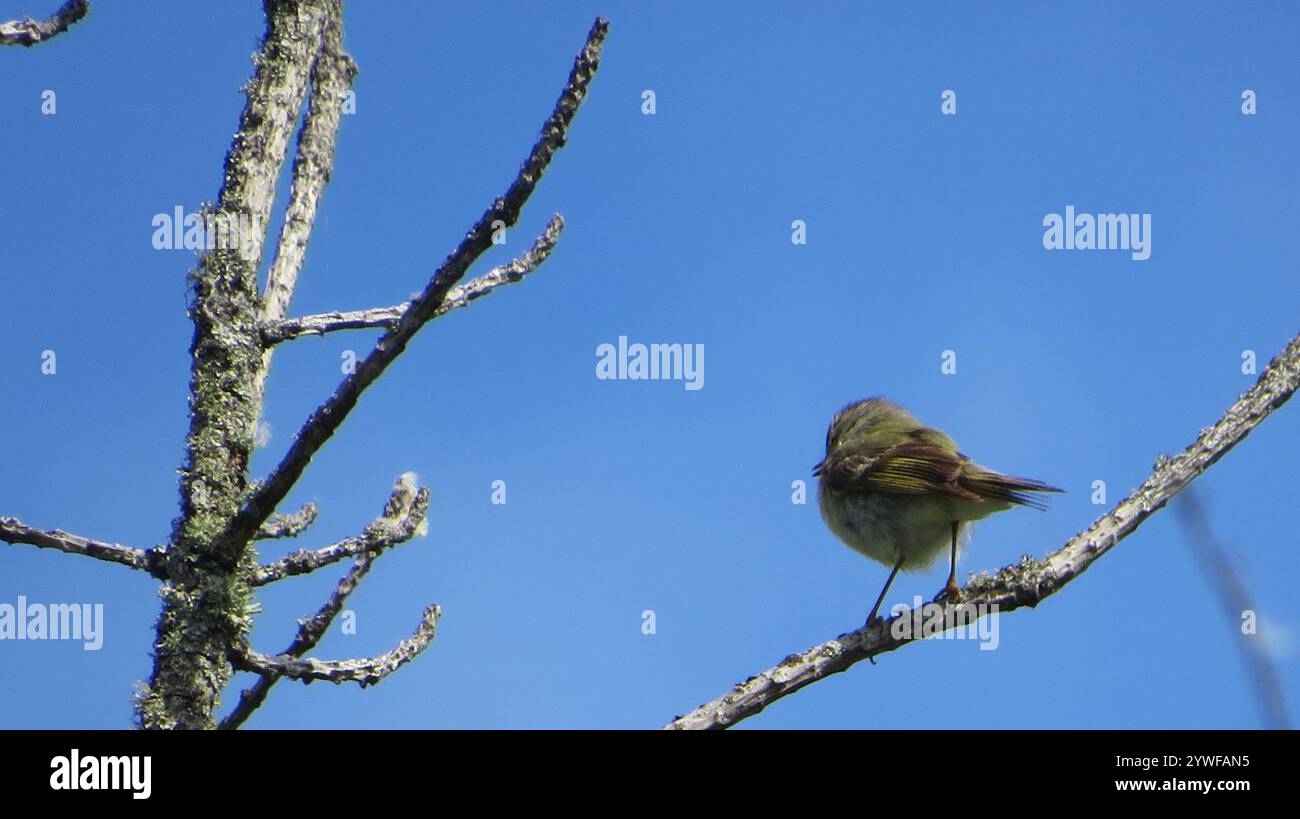 Greenish Warbler (Phylloscopus trochiloides Stock Photo - Alamy