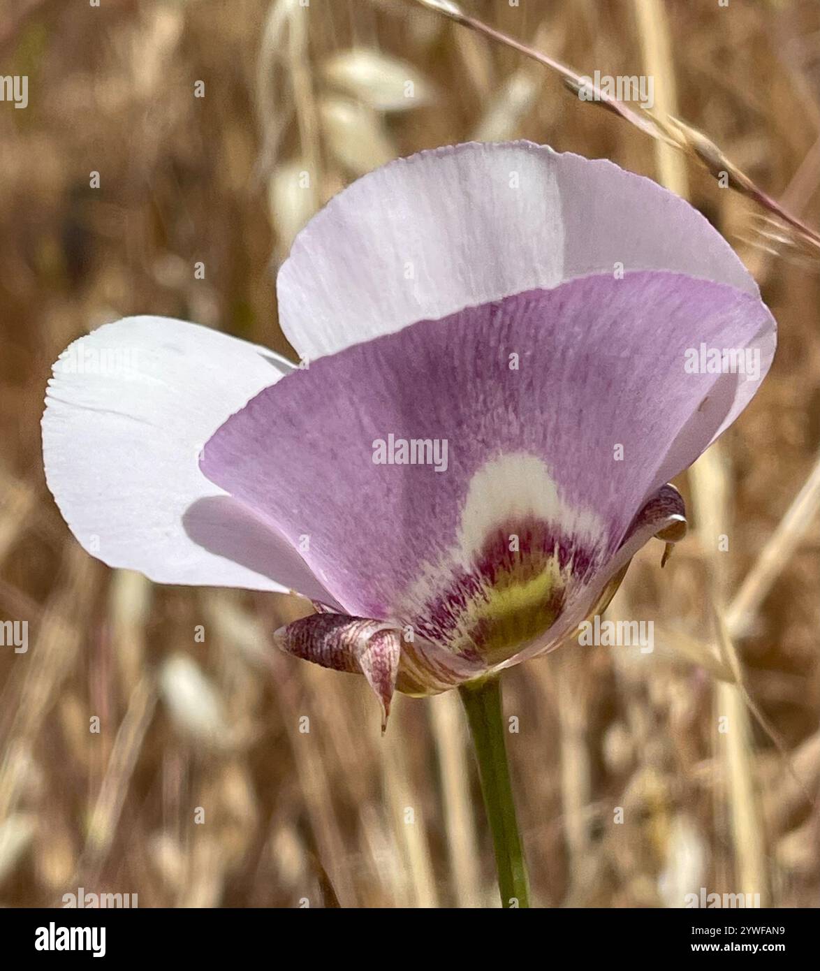 clay mariposa lily (Calochortus argillosus Stock Photo - Alamy