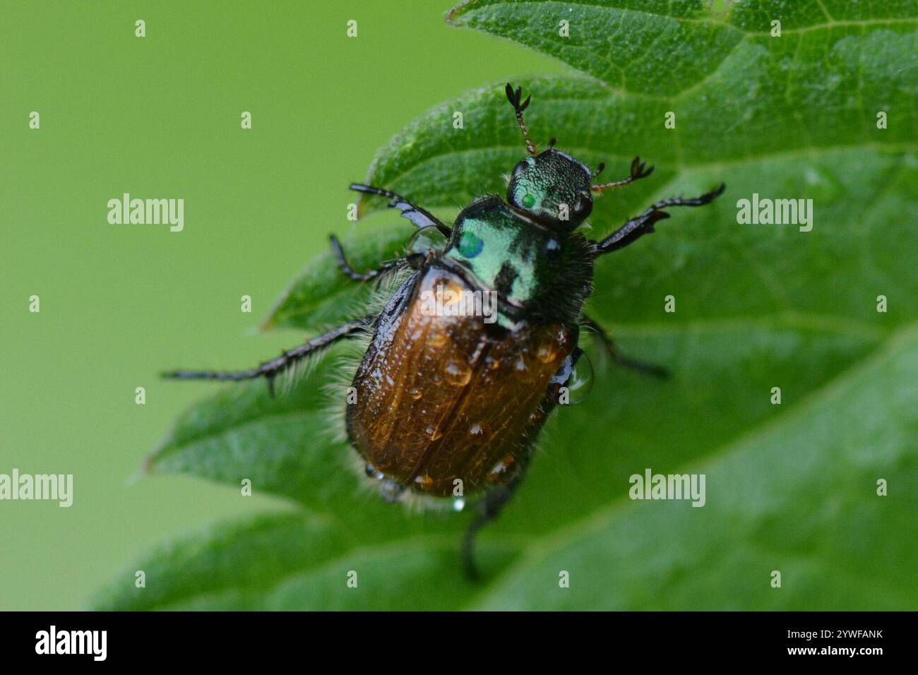 Garden Chafer (Phyllopertha horticola Stock Photo - Alamy