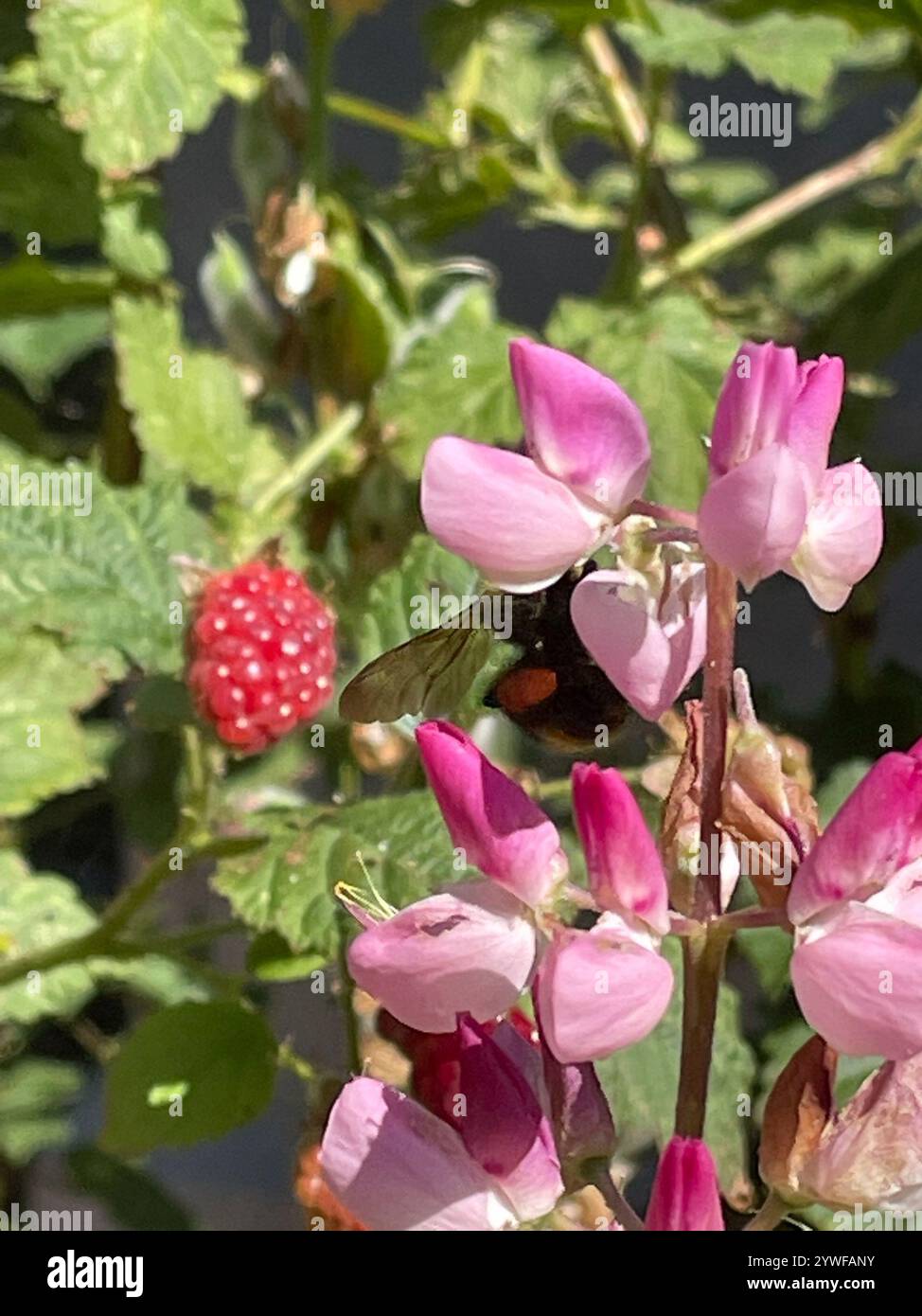 California Bumble Bee (Bombus californicus Stock Photo - Alamy