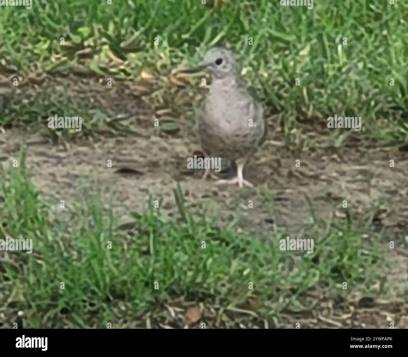 Inca Dove (Columbina inca Stock Photo - Alamy