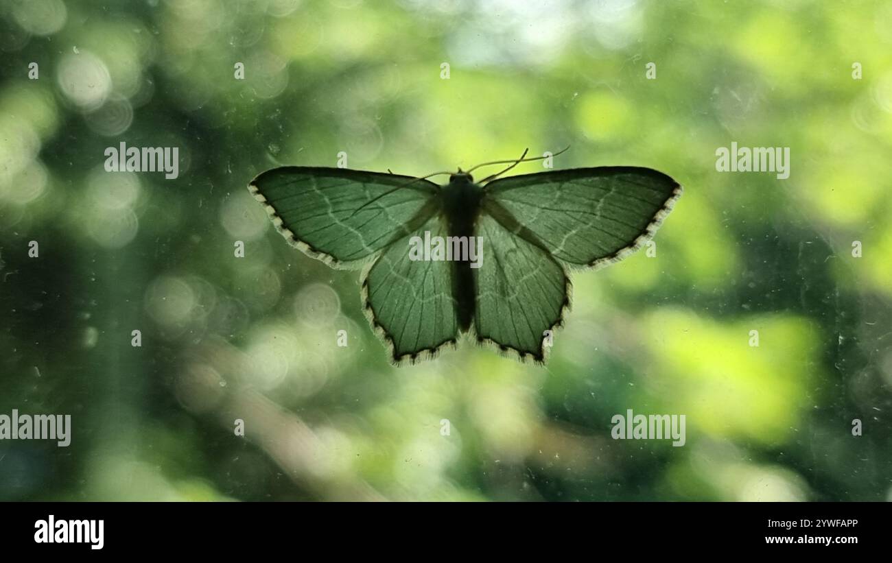 Common Emerald (Hemithea aestivaria Stock Photo - Alamy