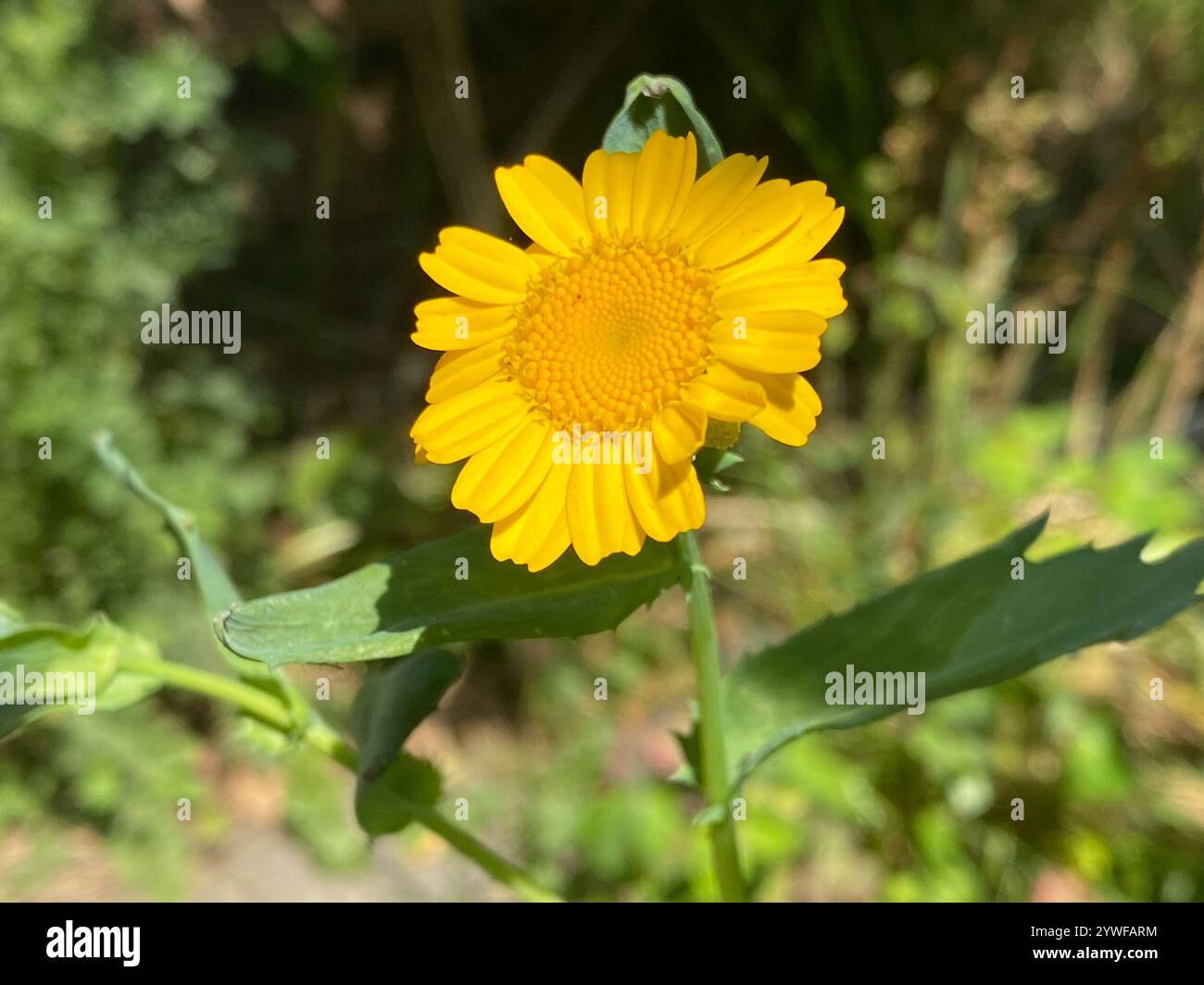 Corn Marigold (Glebionis segetum Stock Photo - Alamy