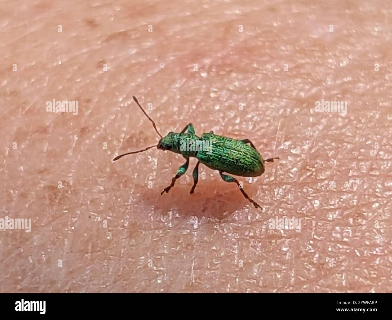 Pine Needle Weevils (Pachyrhinus Stock Photo - Alamy