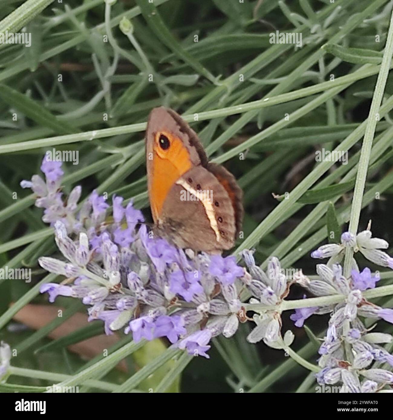 Pyronia bathseba hi-res stock photography and images - Alamy