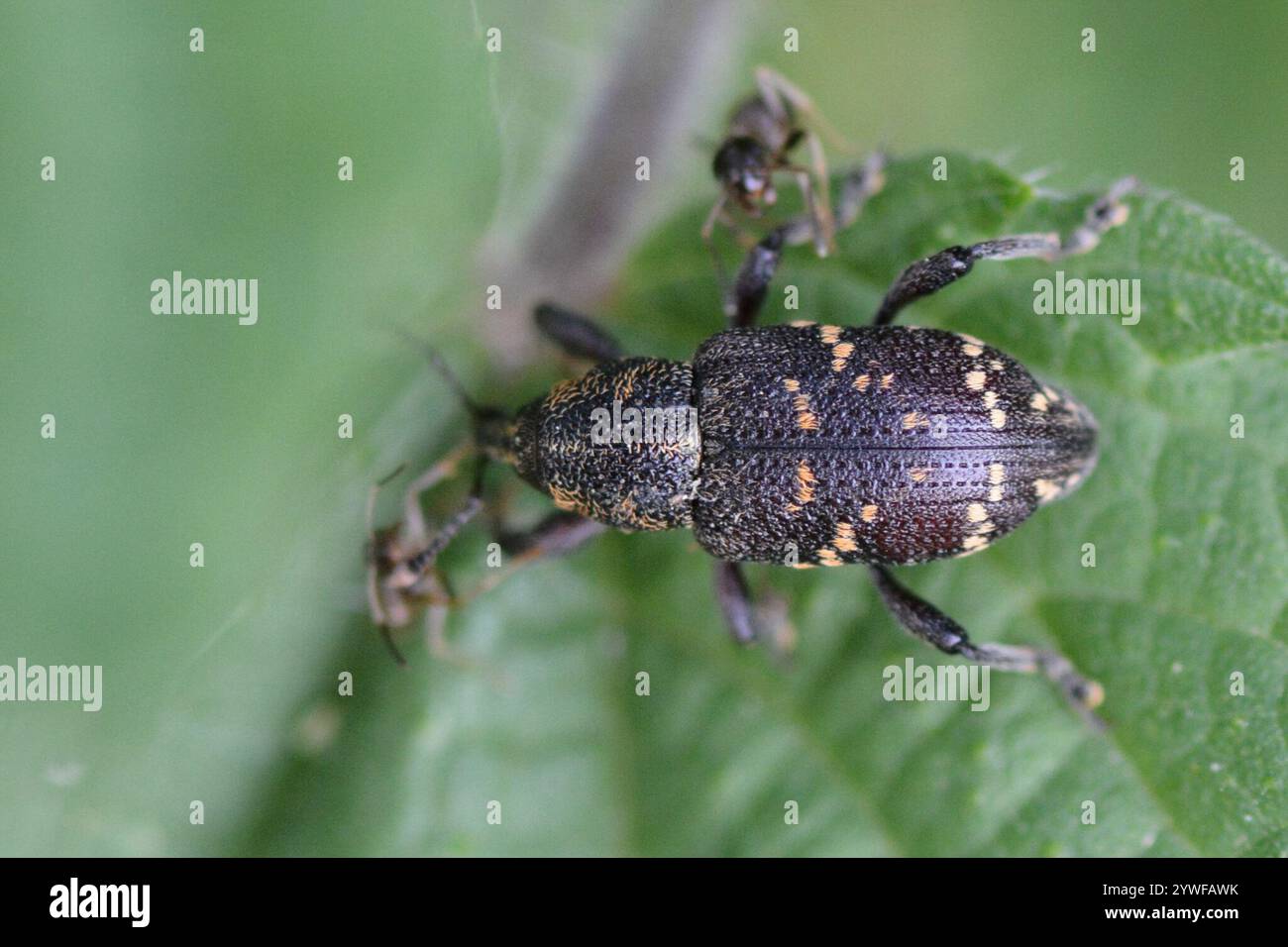 Large Pine Weevil (Hylobius abietis Stock Photo - Alamy