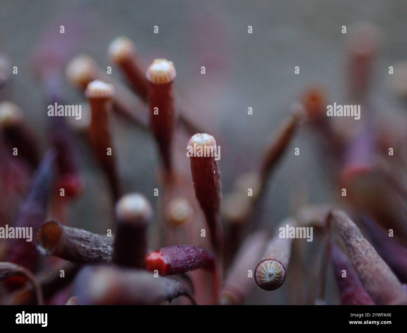 Capillary Thread-moss (Ptychostomum capillare Stock Photo - Alamy