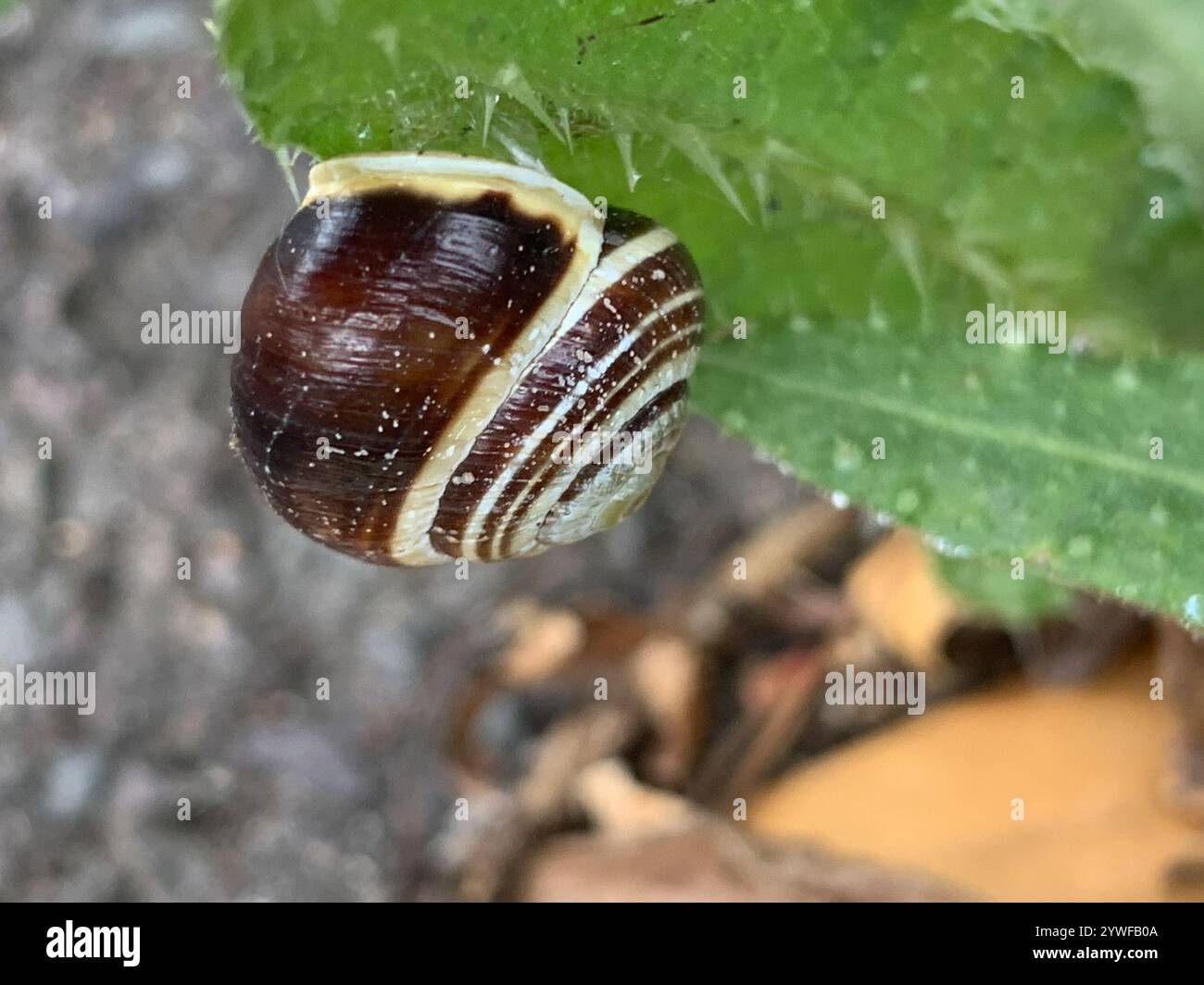 White-lipped Snail (Cepaea hortensis Stock Photo - Alamy