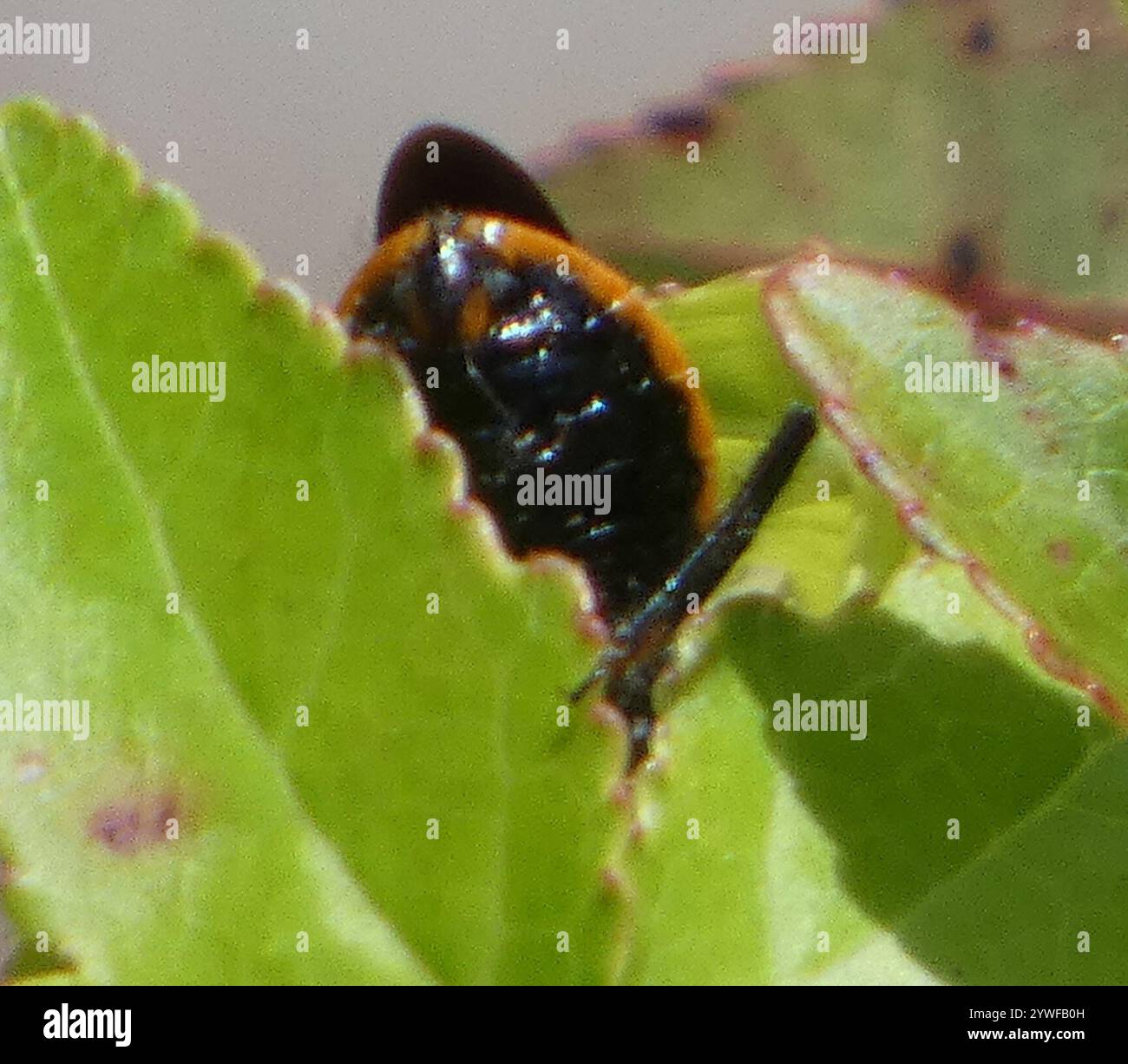 Eastern Bee Assassin (Apiomerus crassipes Stock Photo - Alamy