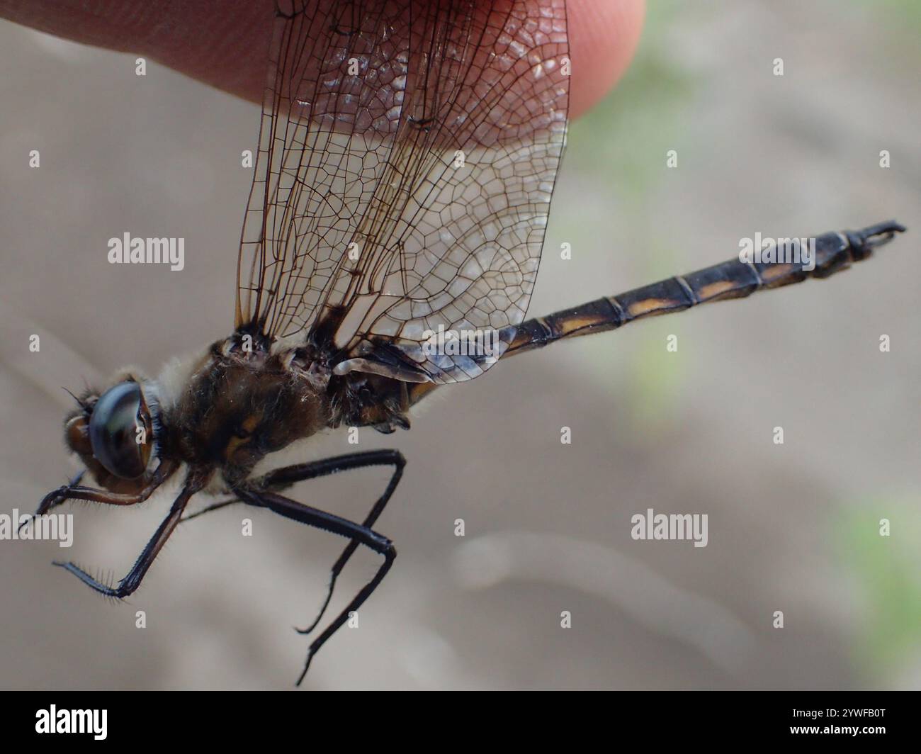 Beaverpond Baskettail (Epitheca canis Stock Photo - Alamy
