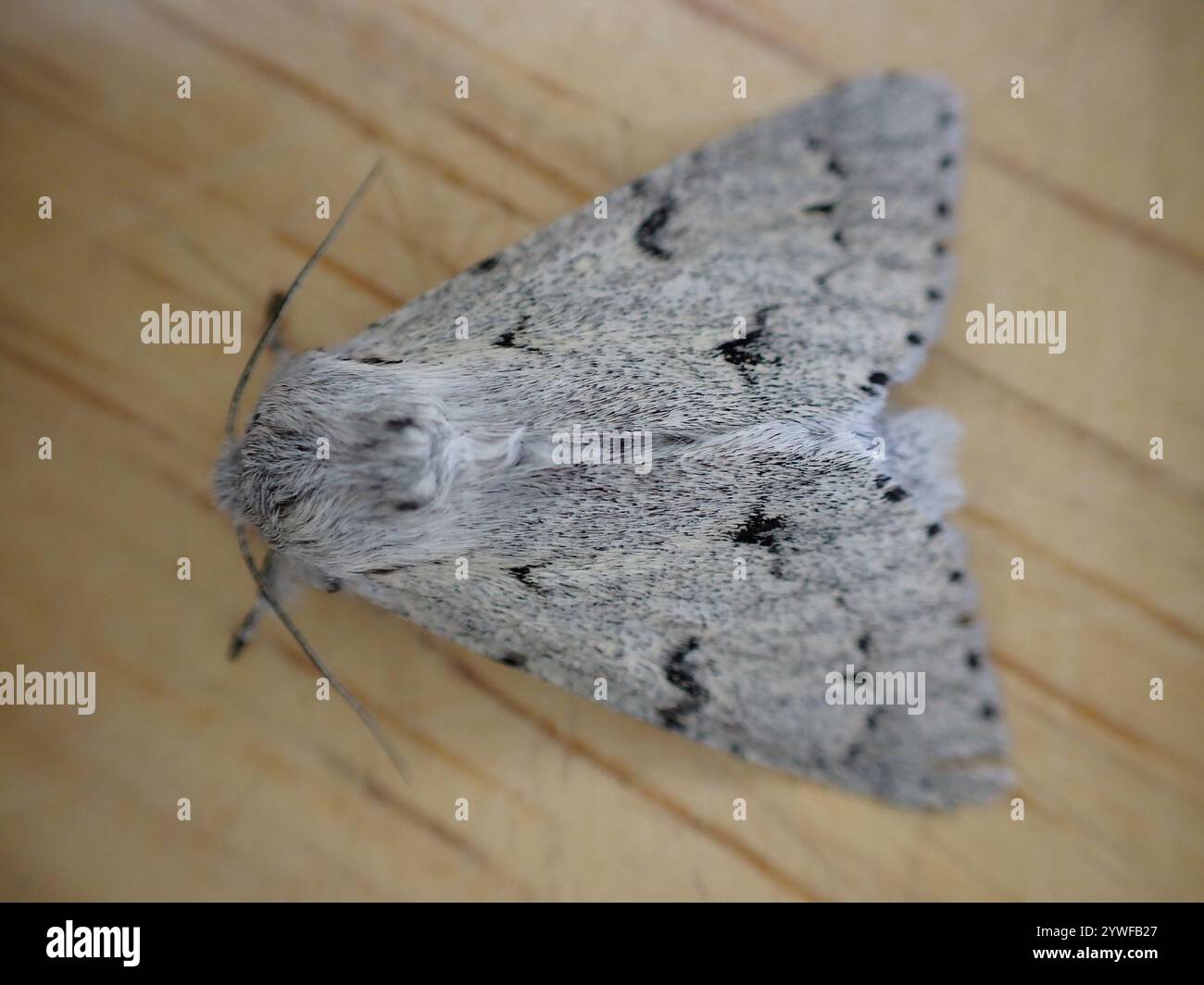 The Miller (Acronicta leporina Stock Photo - Alamy