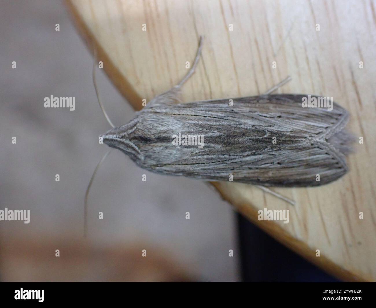 Shark Moth (Cucullia umbratica Stock Photo - Alamy