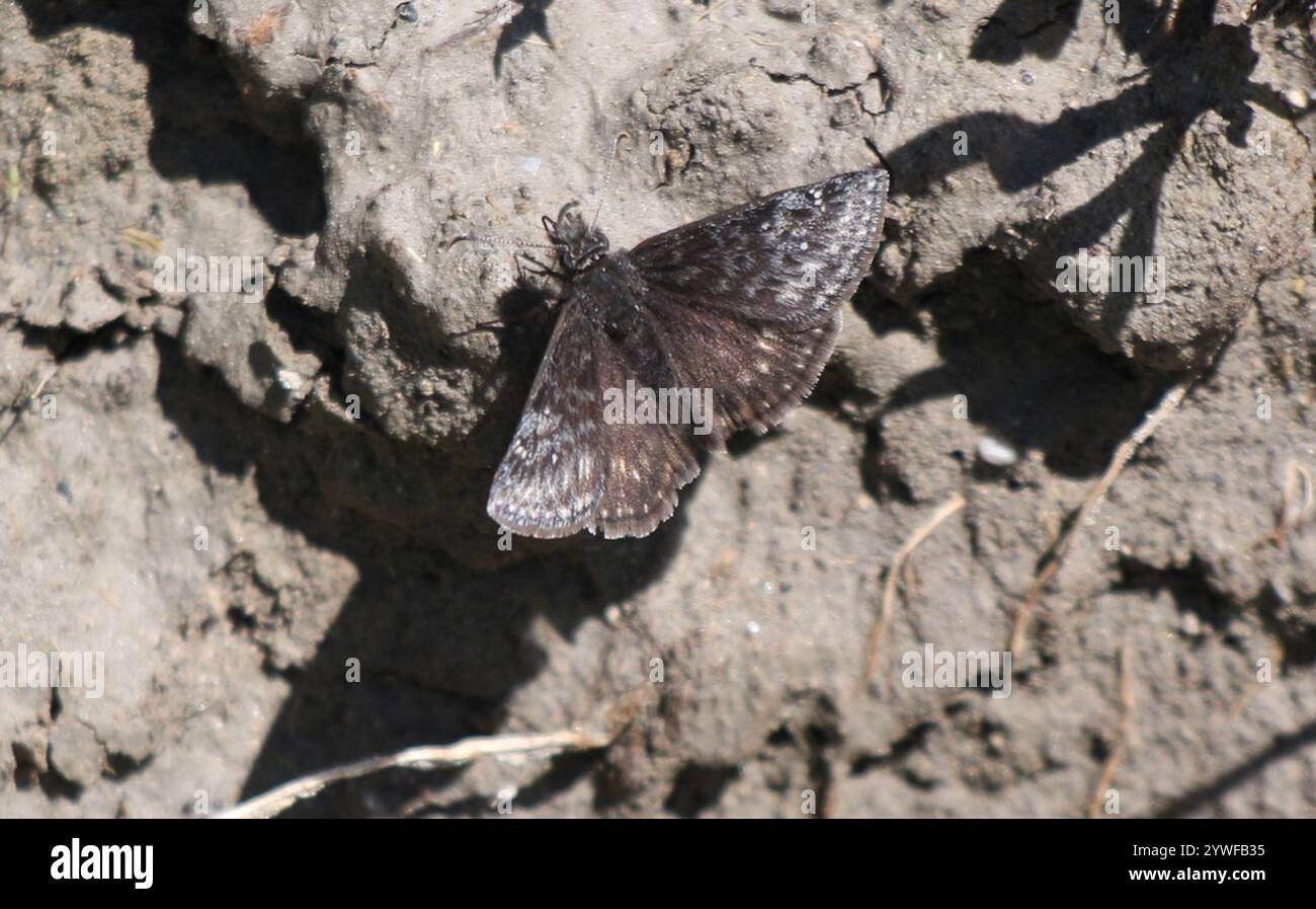 Persius Duskywing (Erynnis persius Stock Photo - Alamy