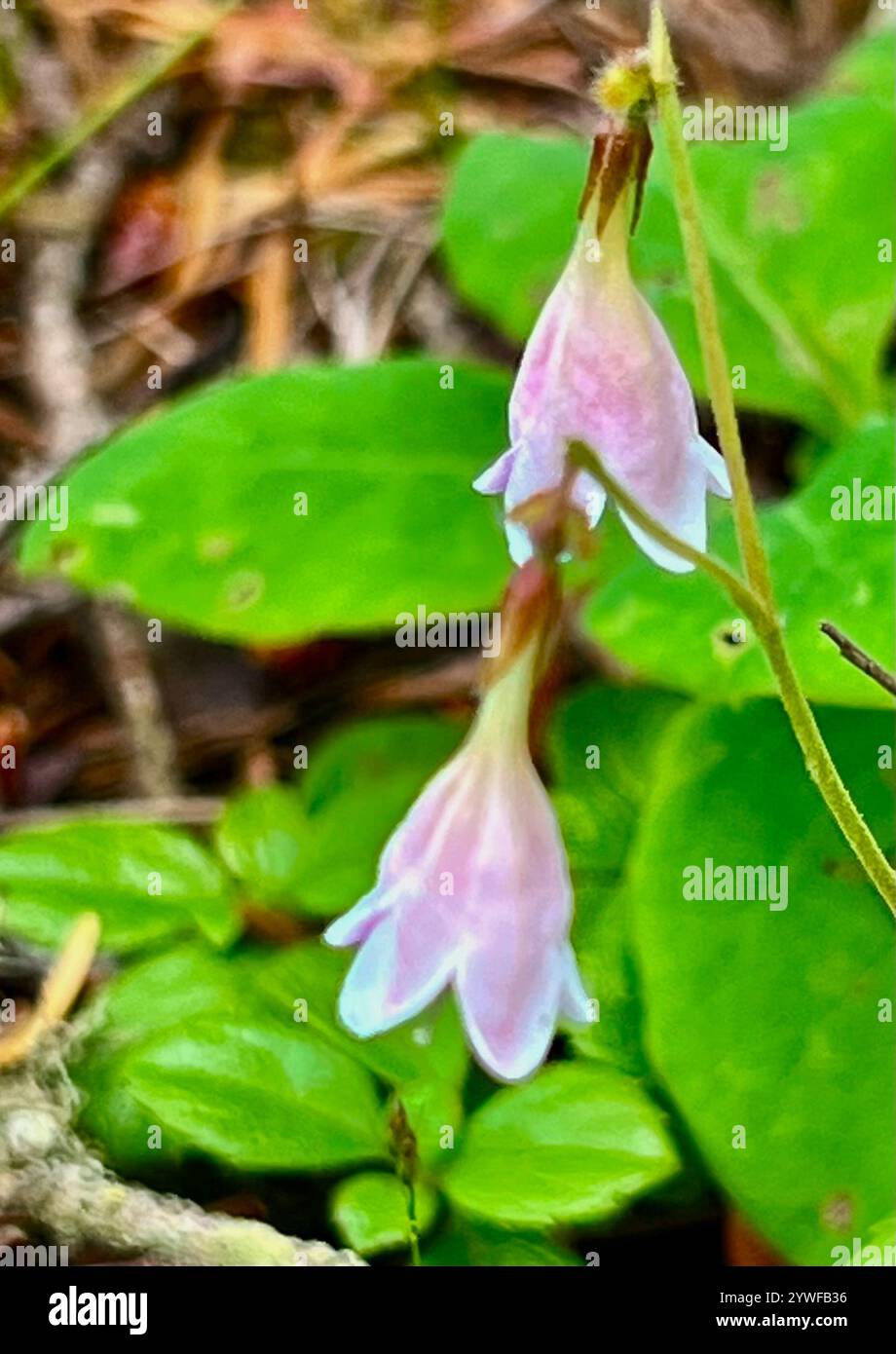 Twinflower (Linnaea borealis Stock Photo - Alamy