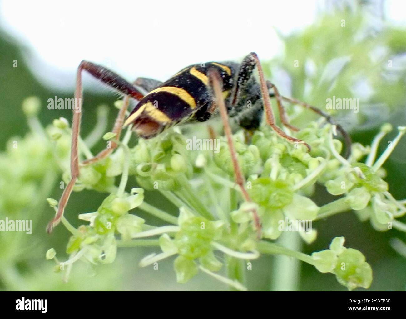 Wasp Beetle (Clytus arietis Stock Photo - Alamy