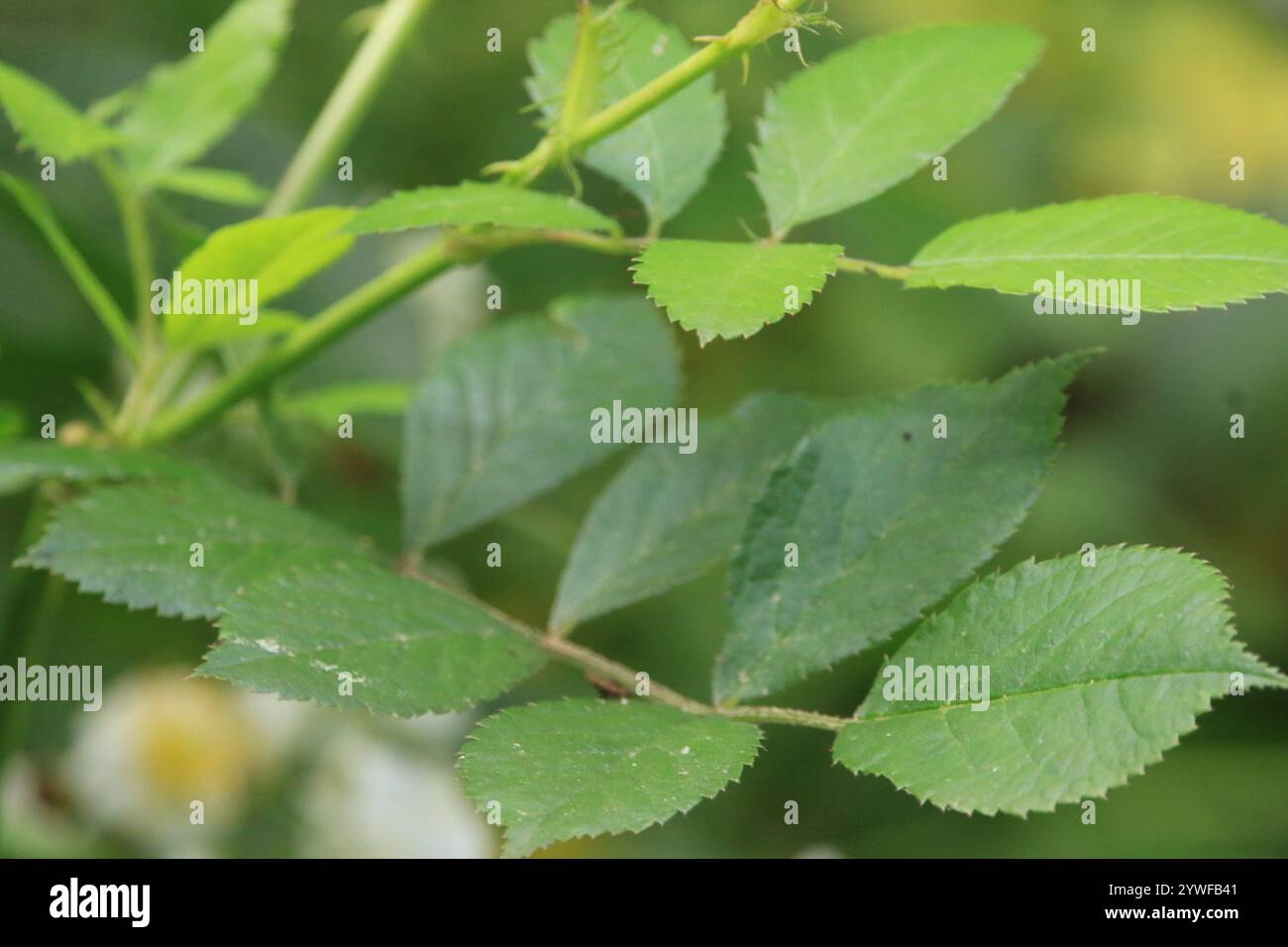 multiflora rose (Rosa multiflora Stock Photo - Alamy