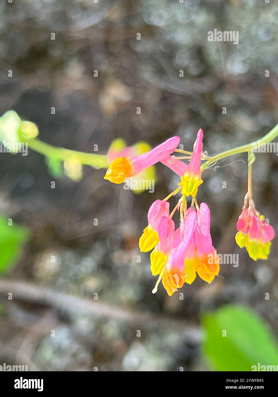 rock harlequin (Capnoides sempervirens Stock Photo - Alamy
