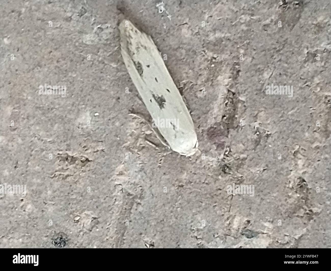 London Dowd (Blastobasis lacticolella Stock Photo - Alamy