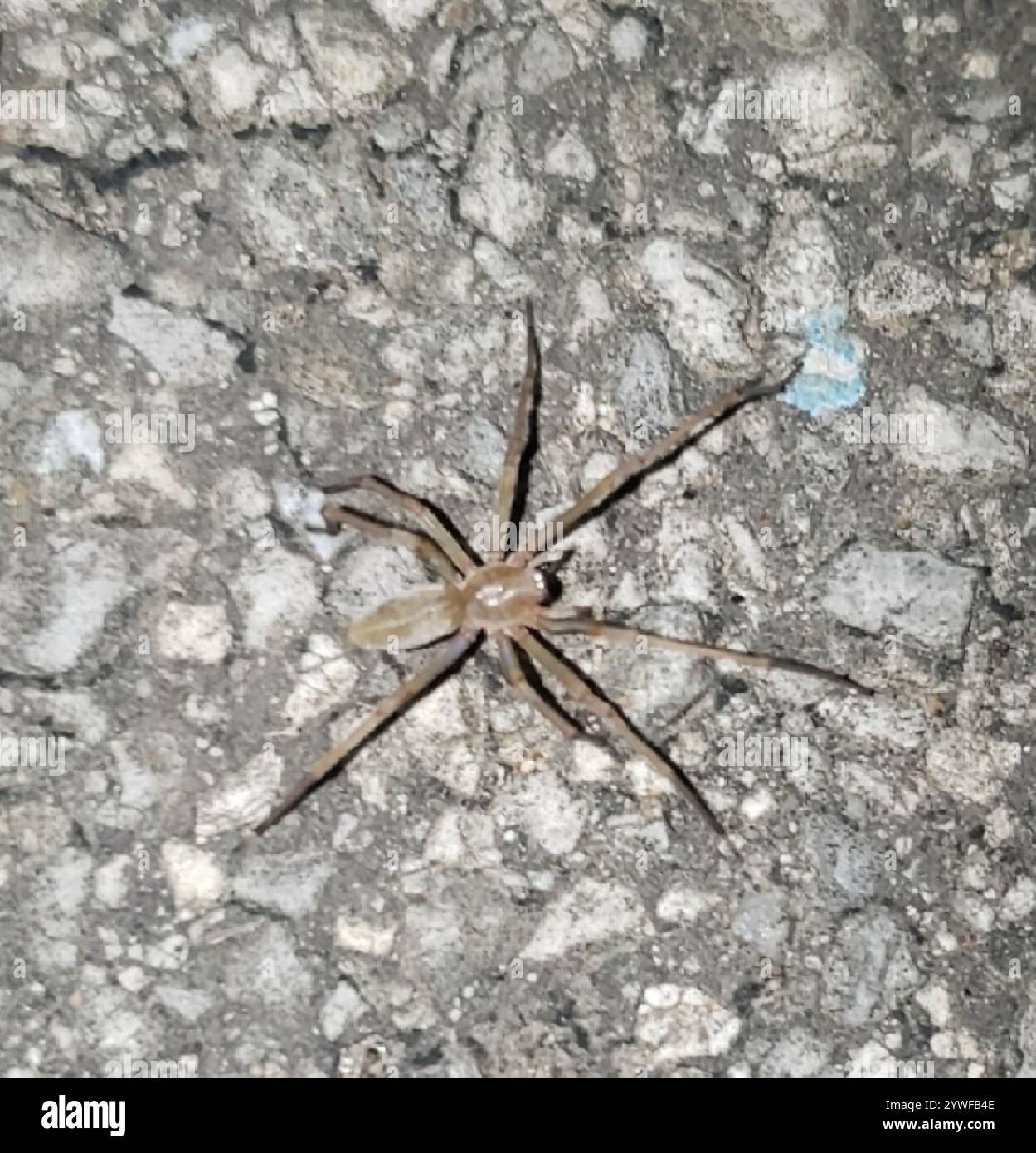 Northern Yellow Sac Spider (Cheiracanthium mildei Stock Photo - Alamy