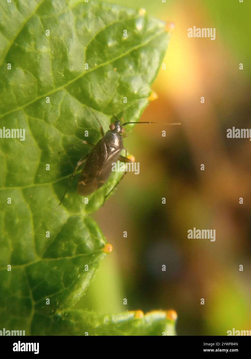 Common Nettle Flower Bug (Plagiognathus arbustorum Stock Photo - Alamy