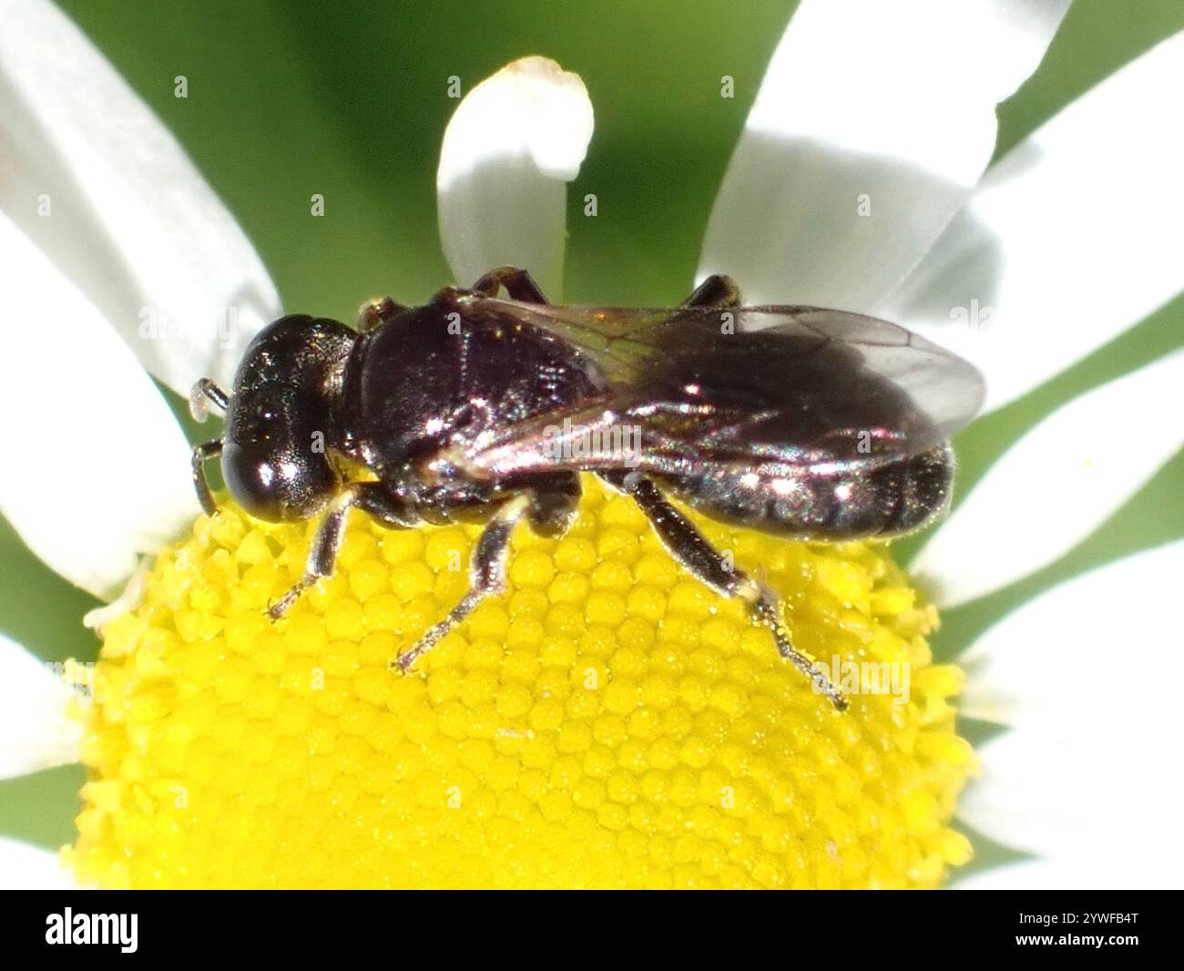 Square-headed Wasps, Sand Wasps, and Allies (Crabronidae Stock Photo ...