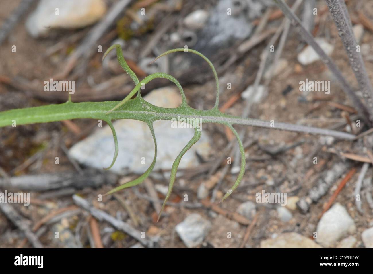 Slender Hawksbeard (Crepis atribarba Stock Photo - Alamy