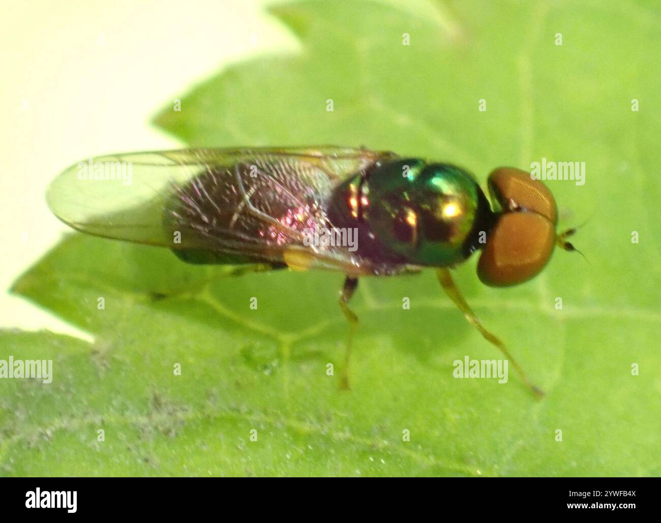 Black-horned Gem Fly (Microchrysa polita Stock Photo - Alamy