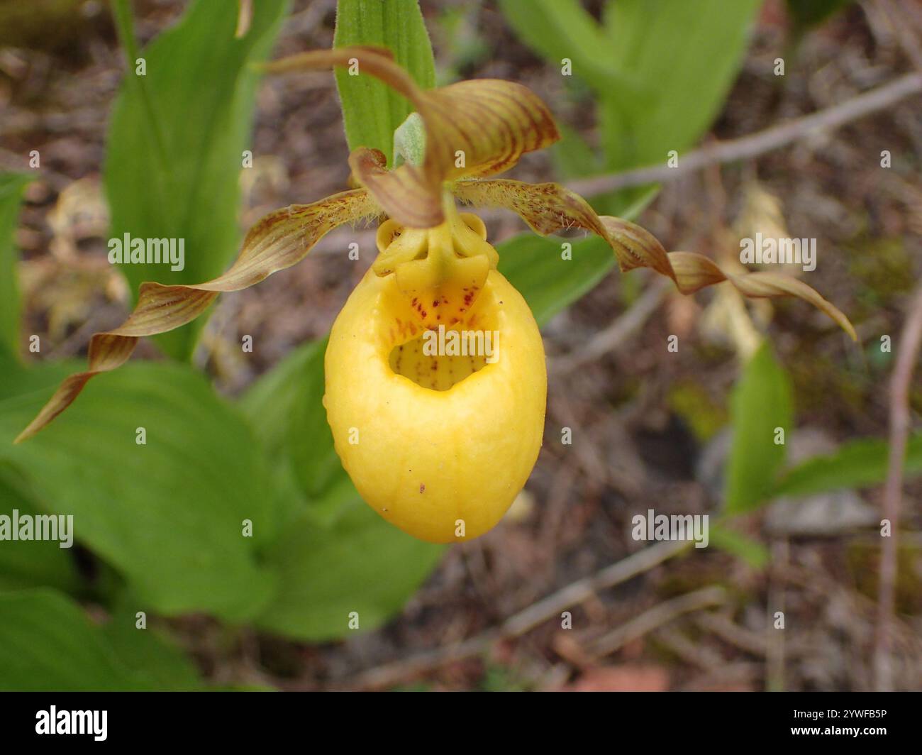yellow lady's slipper (Cypripedium parviflorum Stock Photo - Alamy