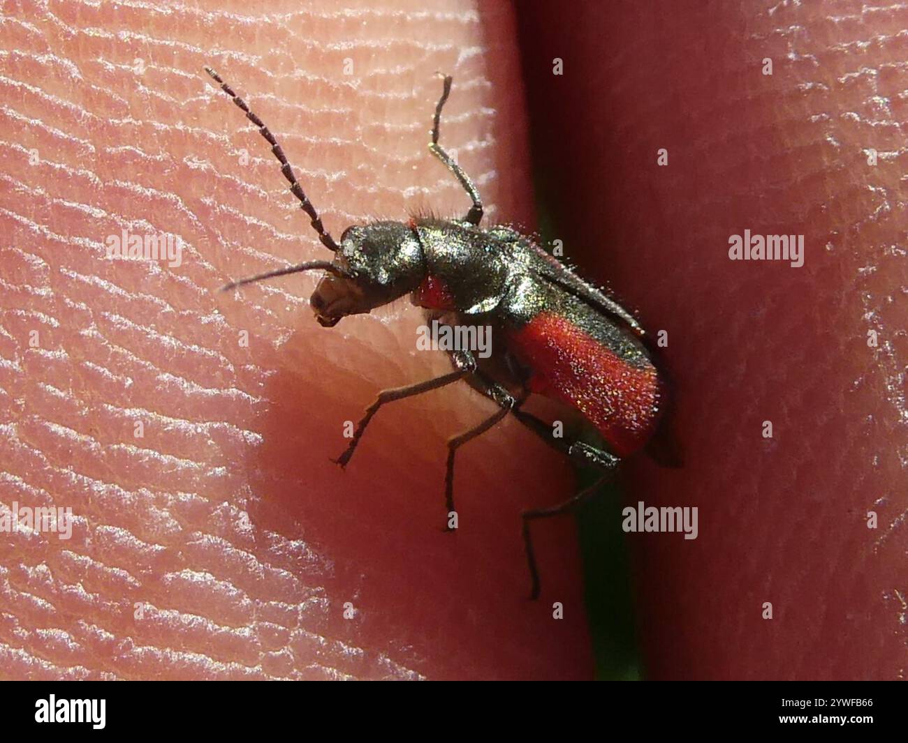 Scarlet malachite beetle hi-res stock photography and images - Alamy