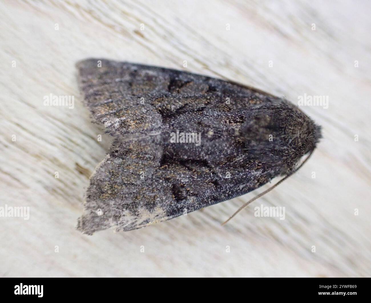 Oligia hi-res stock photography and images - Alamy