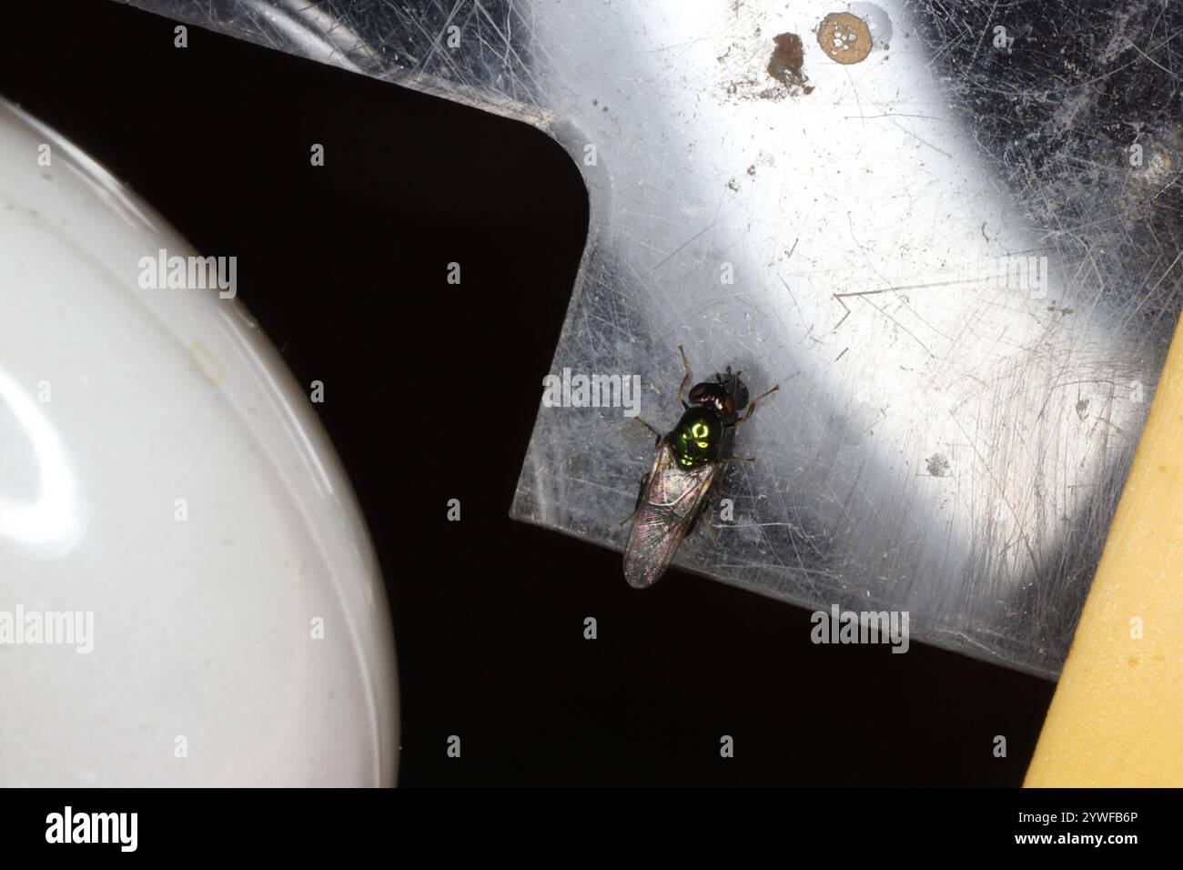 Black-horned Gem Fly (Microchrysa polita Stock Photo - Alamy